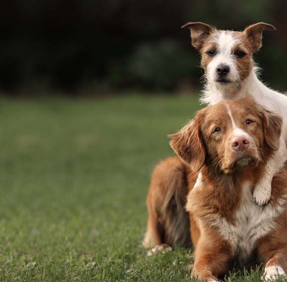 Petland Gahanna, Ohio – Petland Pets Makes Life Better!