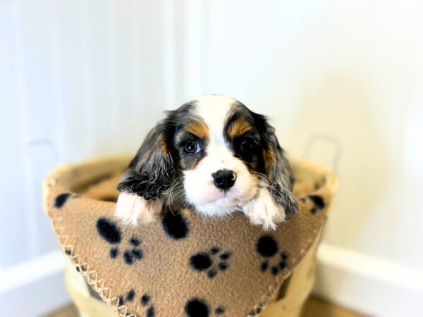 Petland Gahanna, OH - Posh Puppies & Premium Pet Supplies