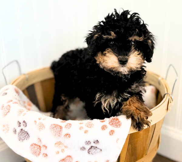 Petland Gahanna, OH - Posh Puppies & Premium Pet Supplies