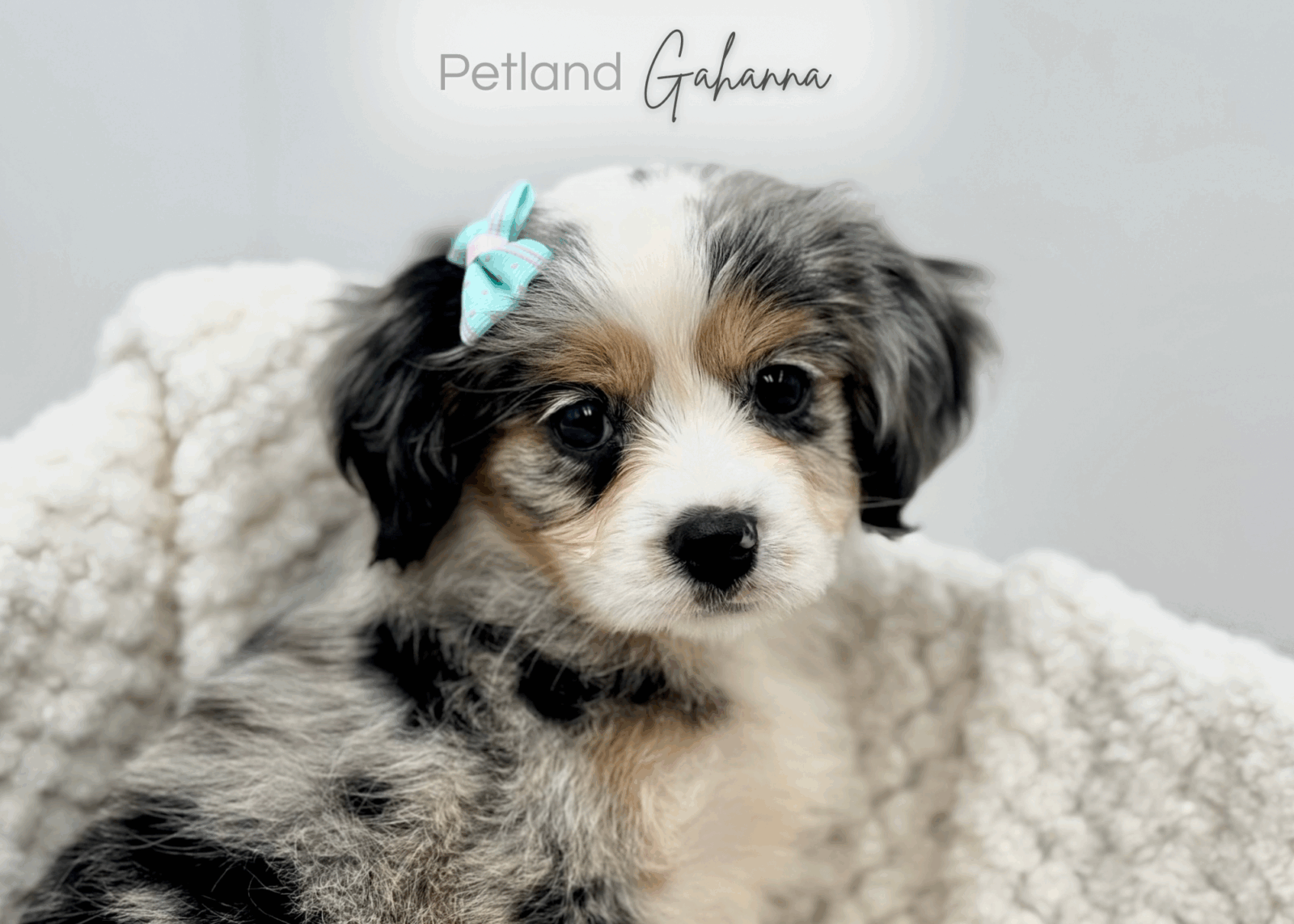 Puppies for Sale – Petland Gahanna, Ohio
