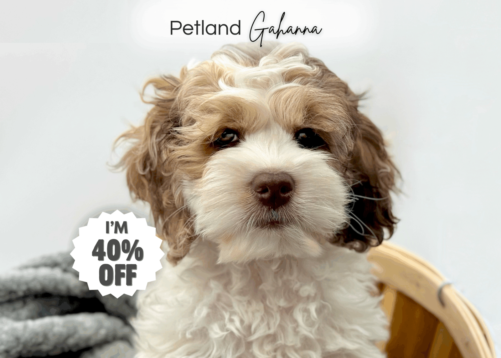 Puppies for Sale – Petland Gahanna, Ohio