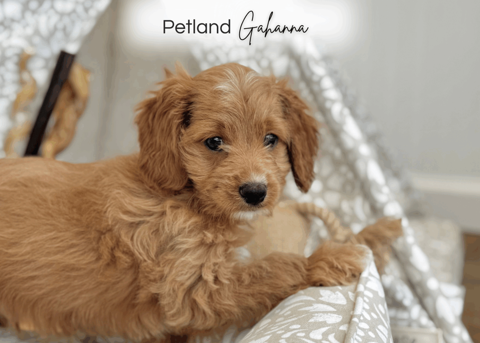 Puppies for Sale – Petland Gahanna, Ohio