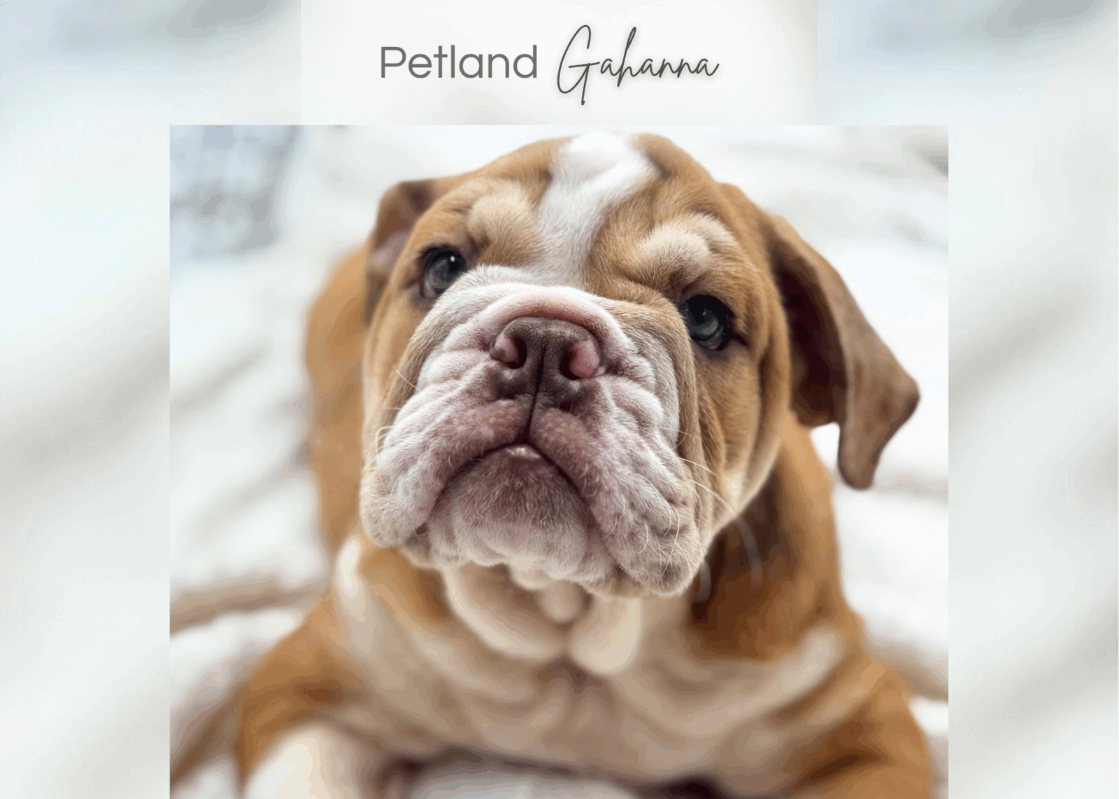 Petland Gahanna, Ohio – Petland Pets Makes Life Better!