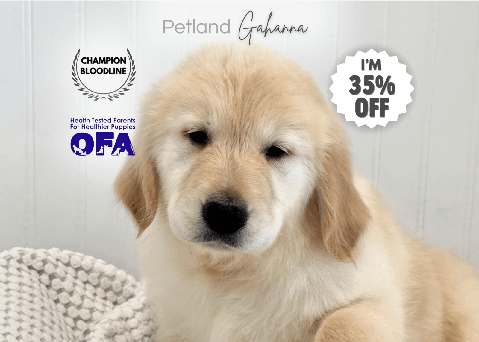 Puppies for Sale – Petland Gahanna, Ohio