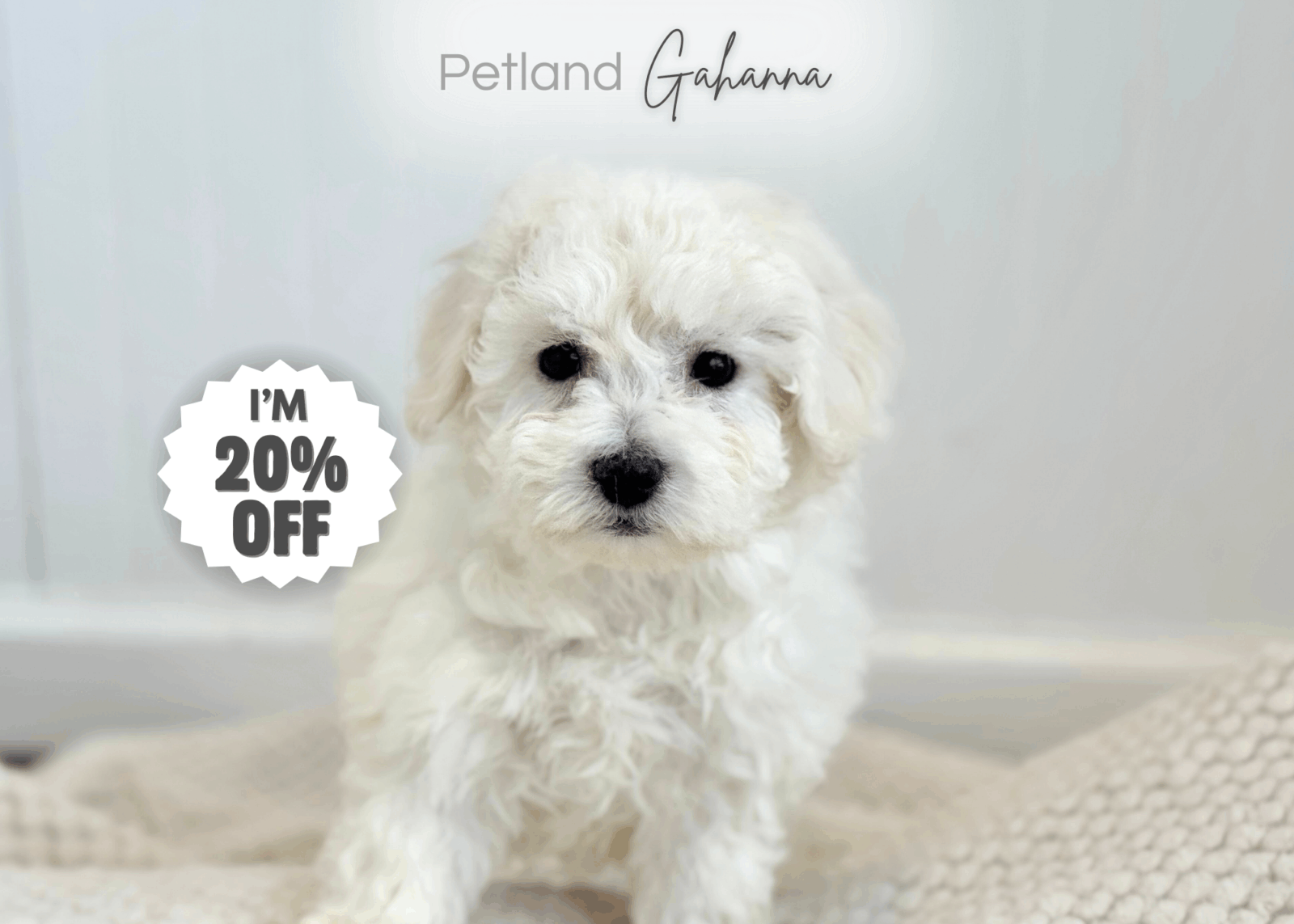 Puppies for Sale – Petland Gahanna, Ohio