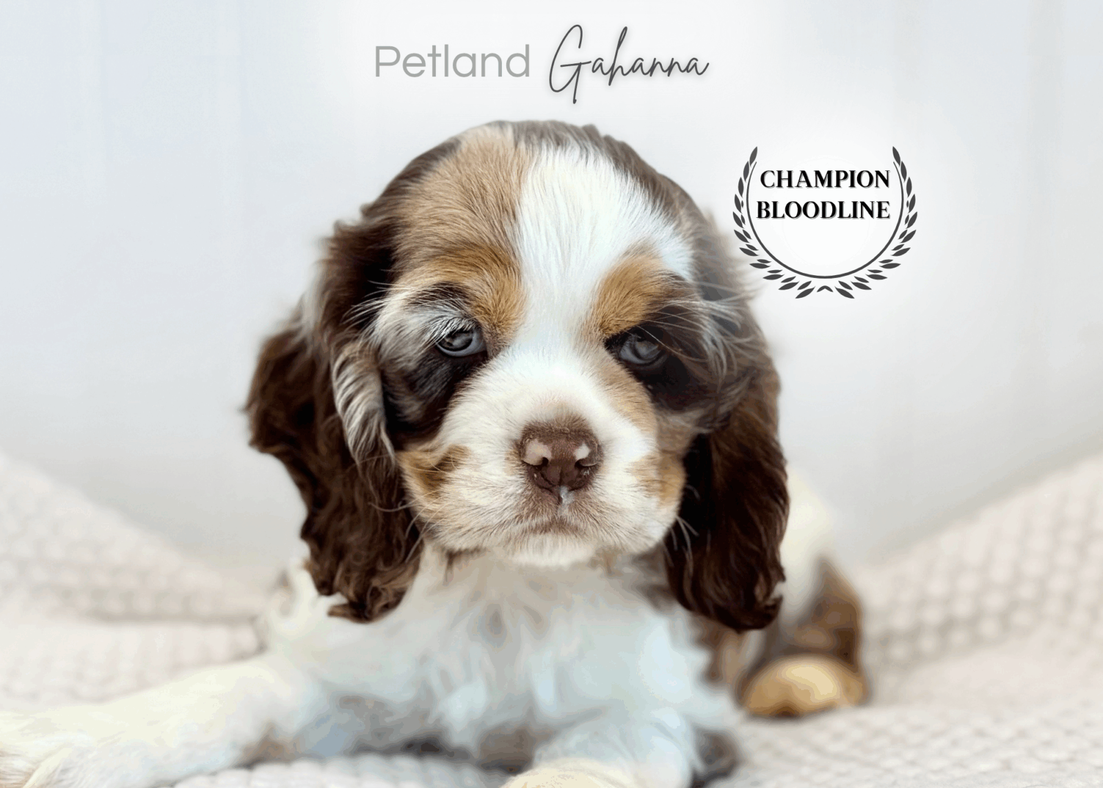 Petland Gahanna, Ohio – Petland Pets Makes Life Better!